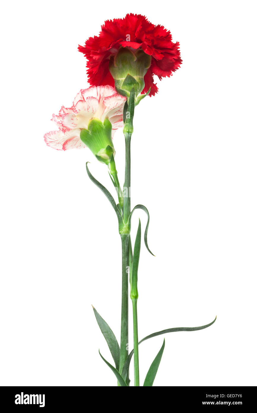 red and white carnations on a white background Stock Photo - Alamy