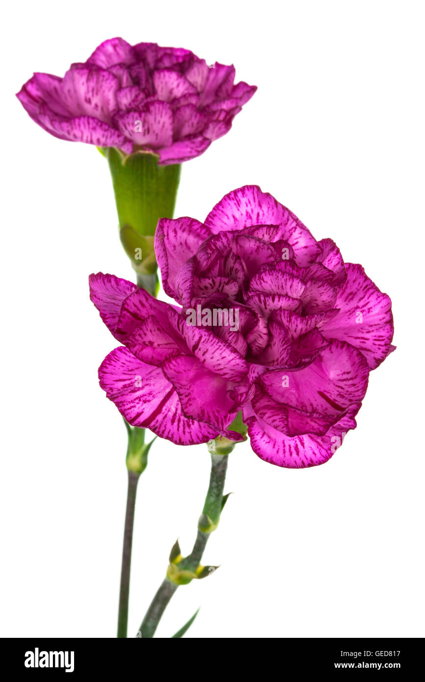 two purple carnations on a white background Stock Photo - Alamy