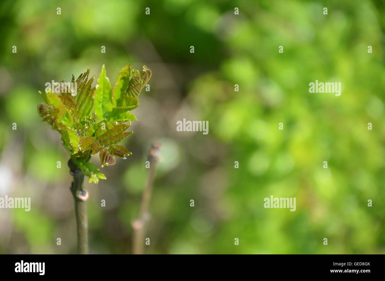Spring, green, plant, blured background, copy space, outdoor, closeup ...