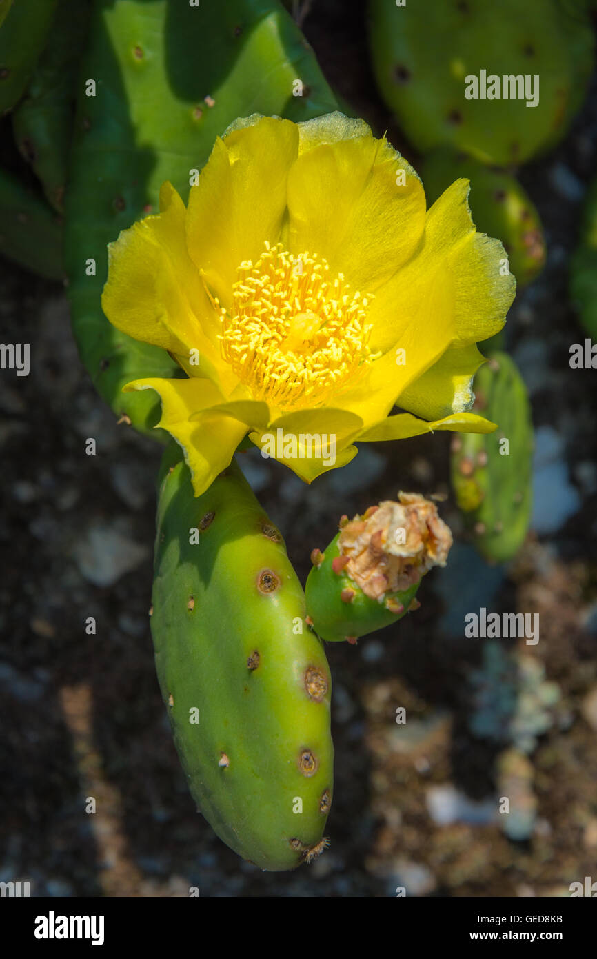 Summer cactus hi-res stock photography and images - Alamy