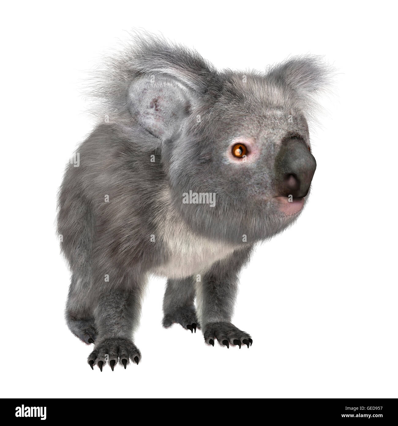 3D rendering of a koala bear isolated on white background Stock Photo ...