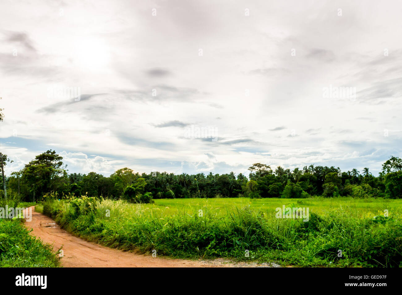 Large Rice Paddy And Beautiful Sunset and village road in sri lanka ...