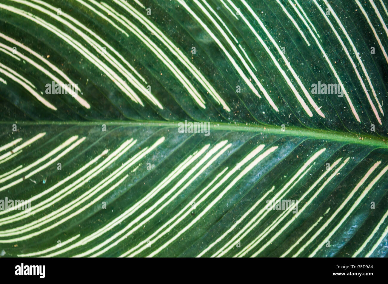 Leaf surface background green and white lines Stock Photo - Alamy