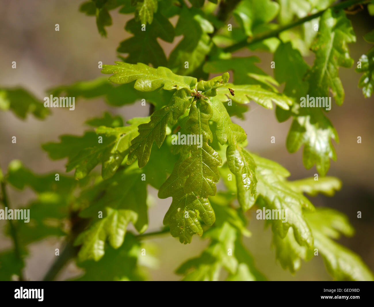 English oak hi-res stock photography and images - Alamy