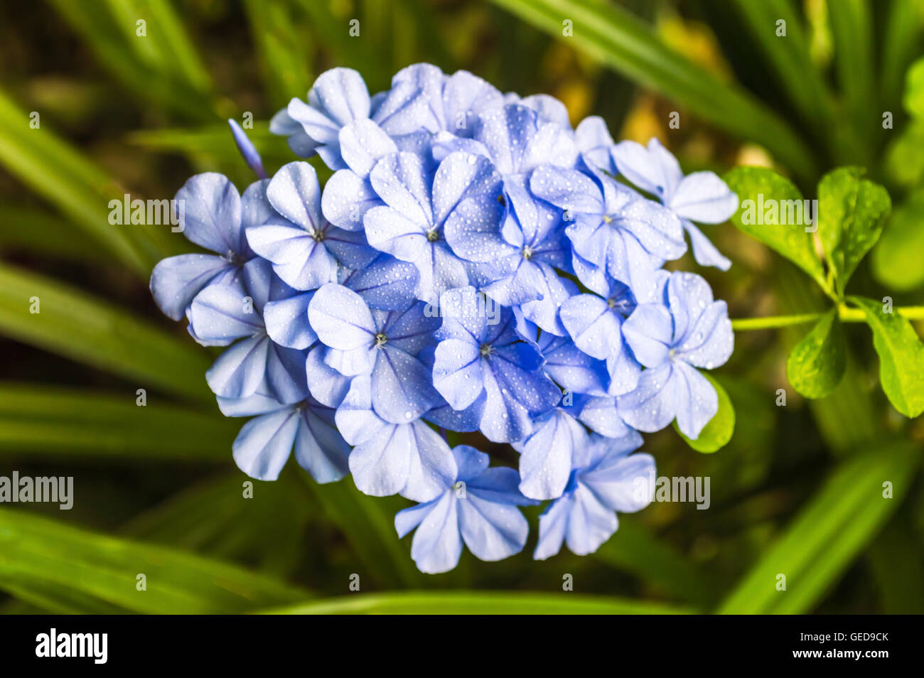 Close up view of vibrant blue flowers hi-res stock photography and ...