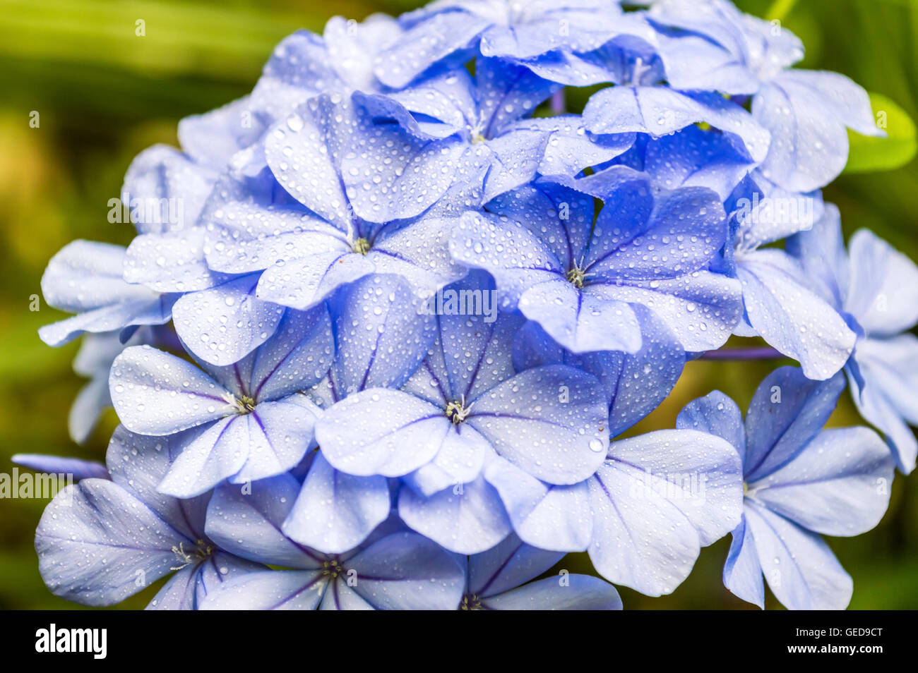 Blue hydrangea dew hi-res stock photography and images - Alamy