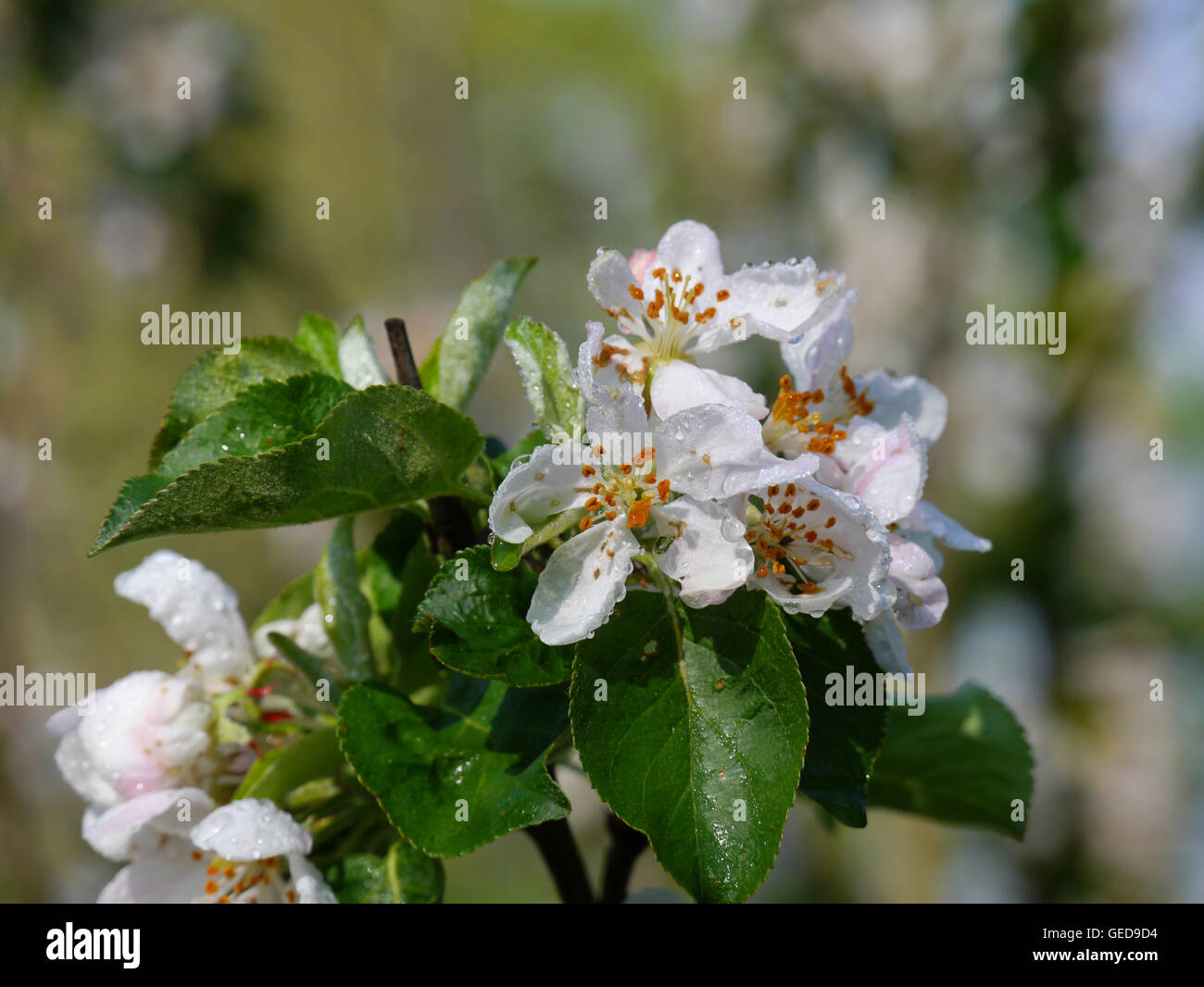 apple tree with blossoms in spring Stock Photo - Alamy