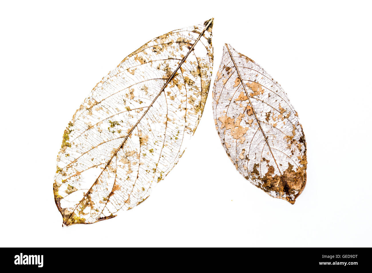 Leaf skeleton hi-res stock photography and images - Alamy
