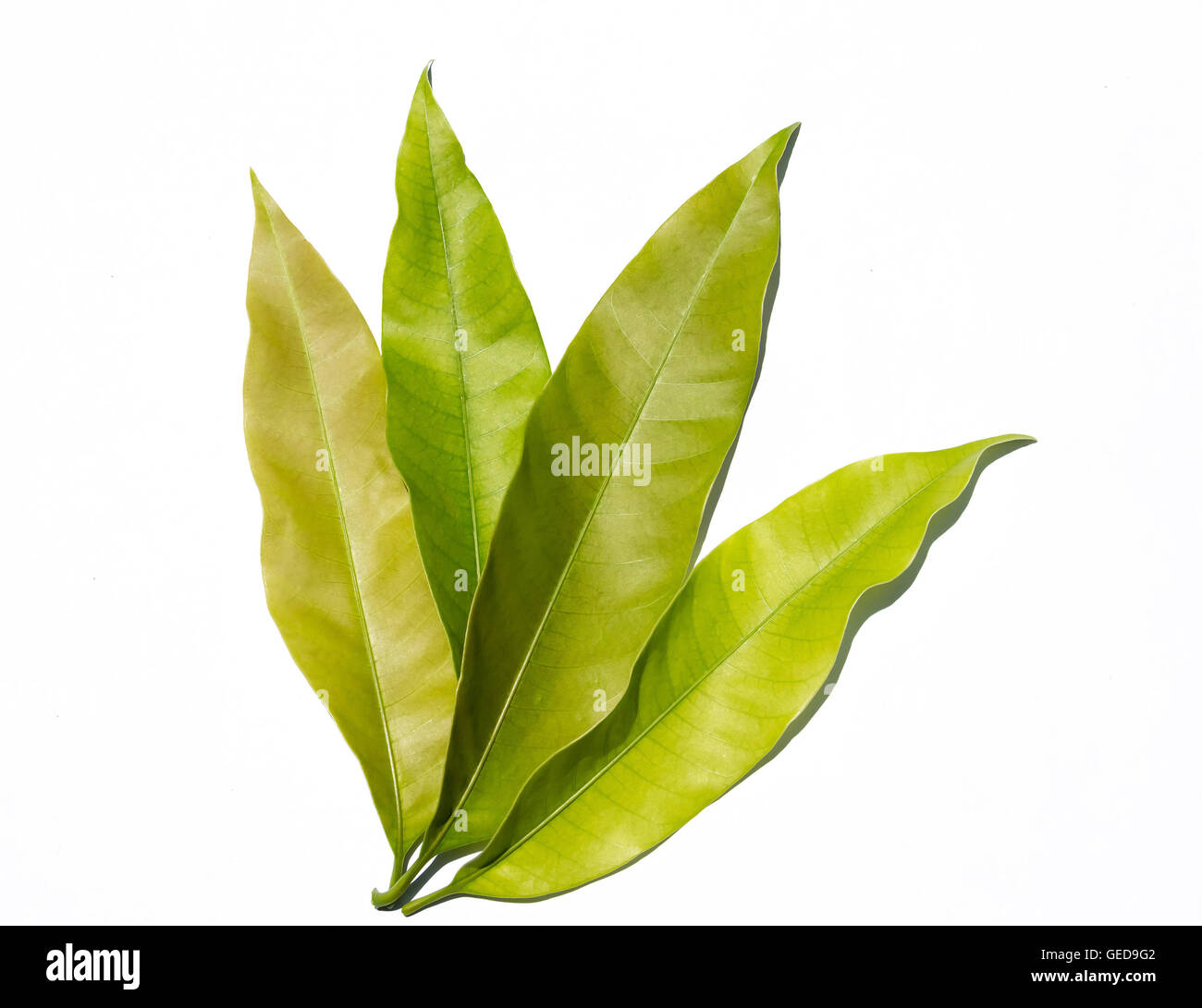 Mango tender leaves close up hi-res stock photography and images - Alamy