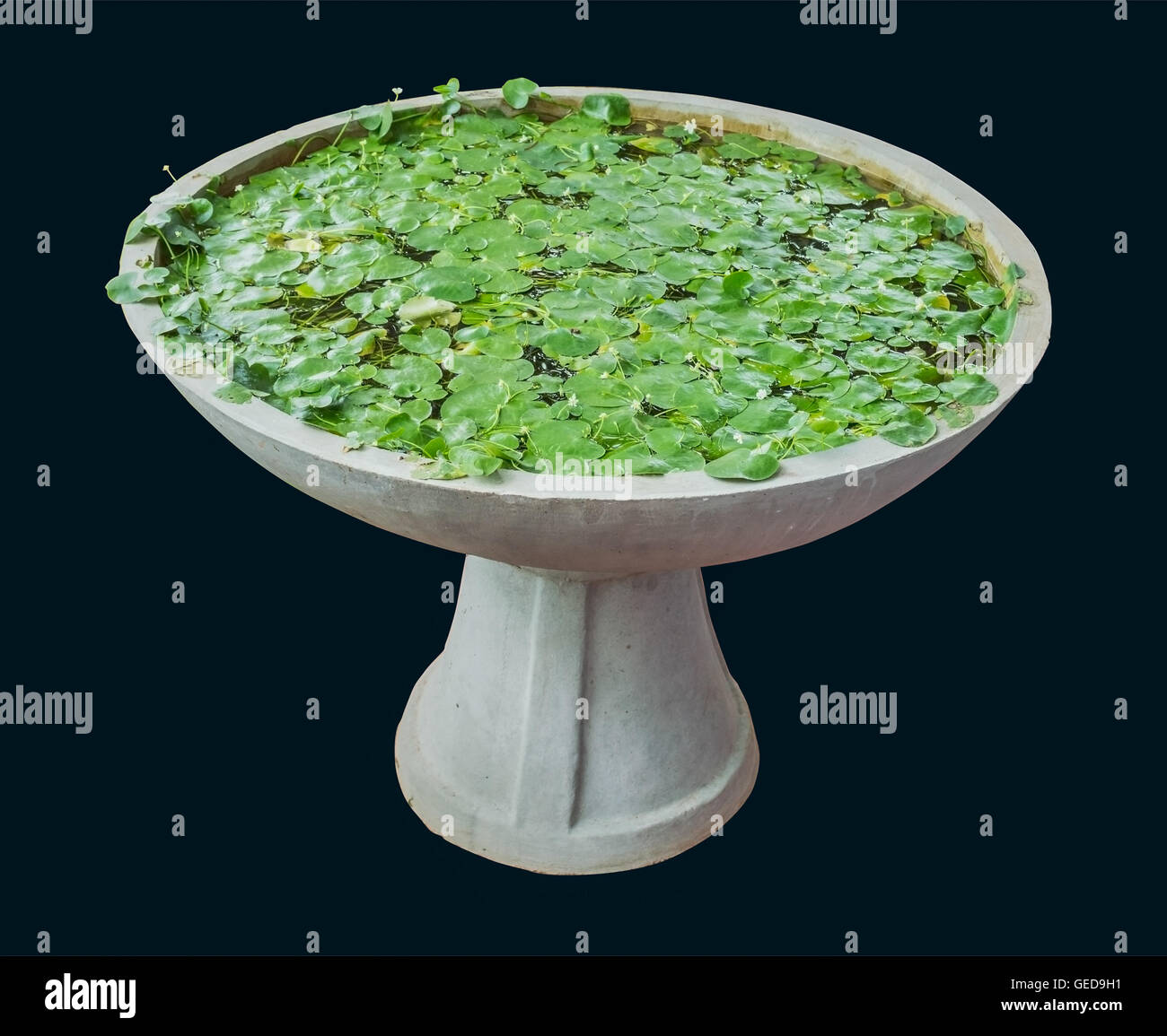 Kumudu Water Flowers - Nymphoides hydrophylla Stock Photo - Alamy