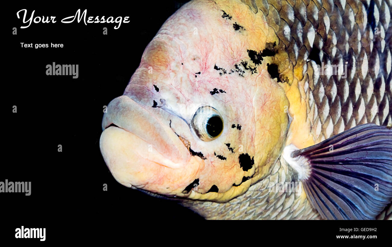 Fish with your message Stock Photo - Alamy
