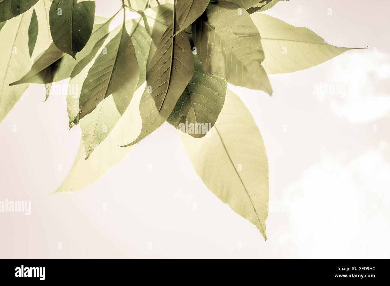 Forest and leaves hi-res stock photography and images - Alamy