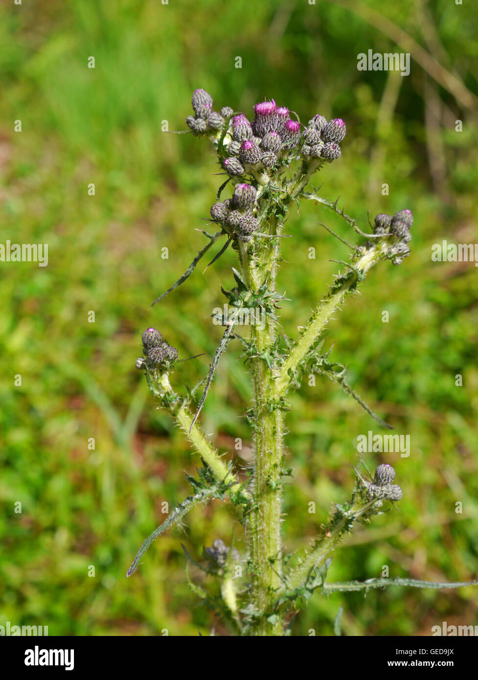 blooms from a marsh thistle / Cirsium palustre Stock Photo - Alamy