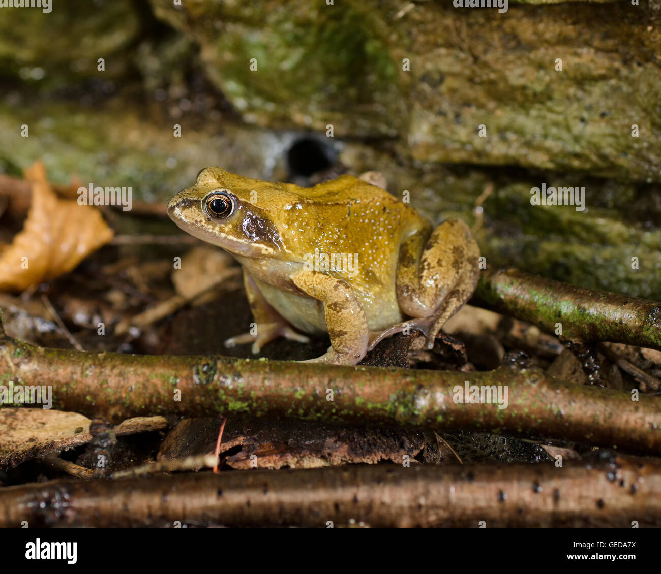 The common frog, also known as the European common frog, European ...