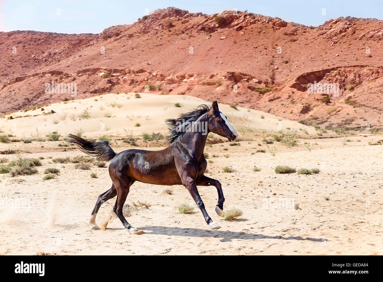 Marwari Horse. Black mare galloping in the desert. Rajasthan, India ...