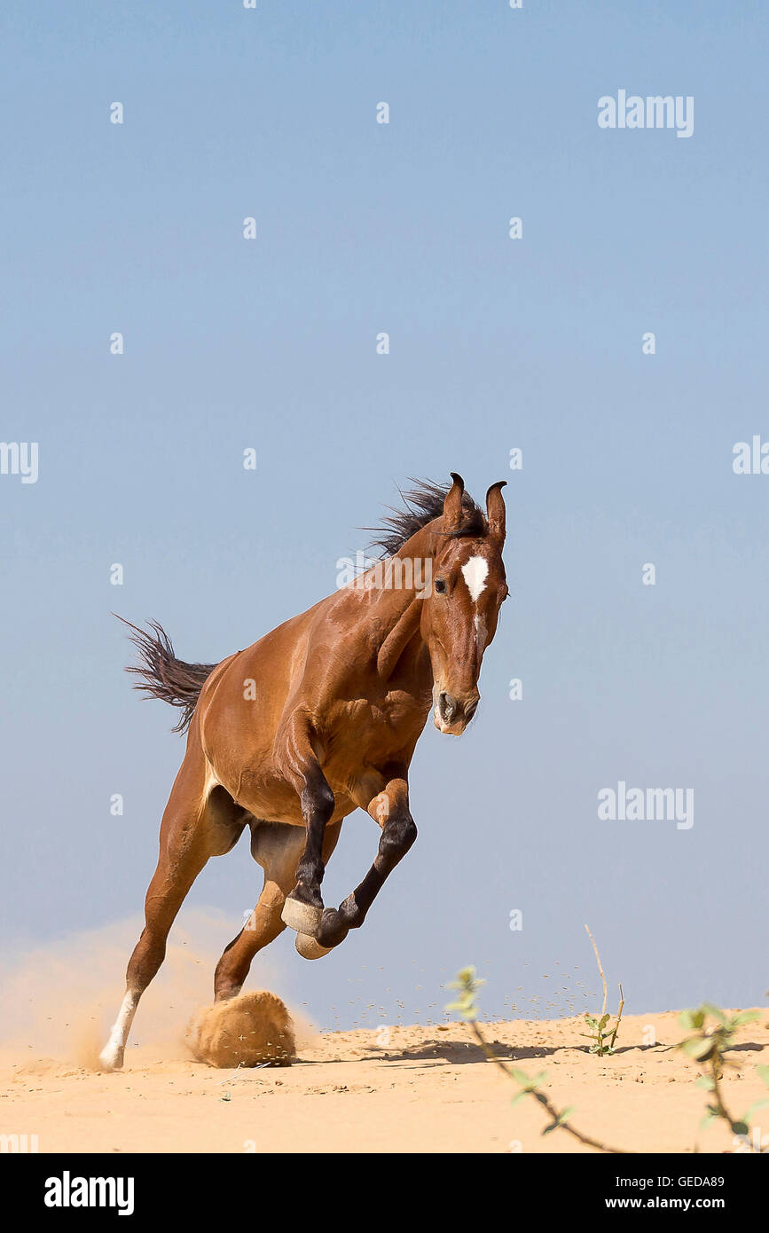 Marwari Horse. Bay mare galloping in the desert. Rajasthan, India Stock ...