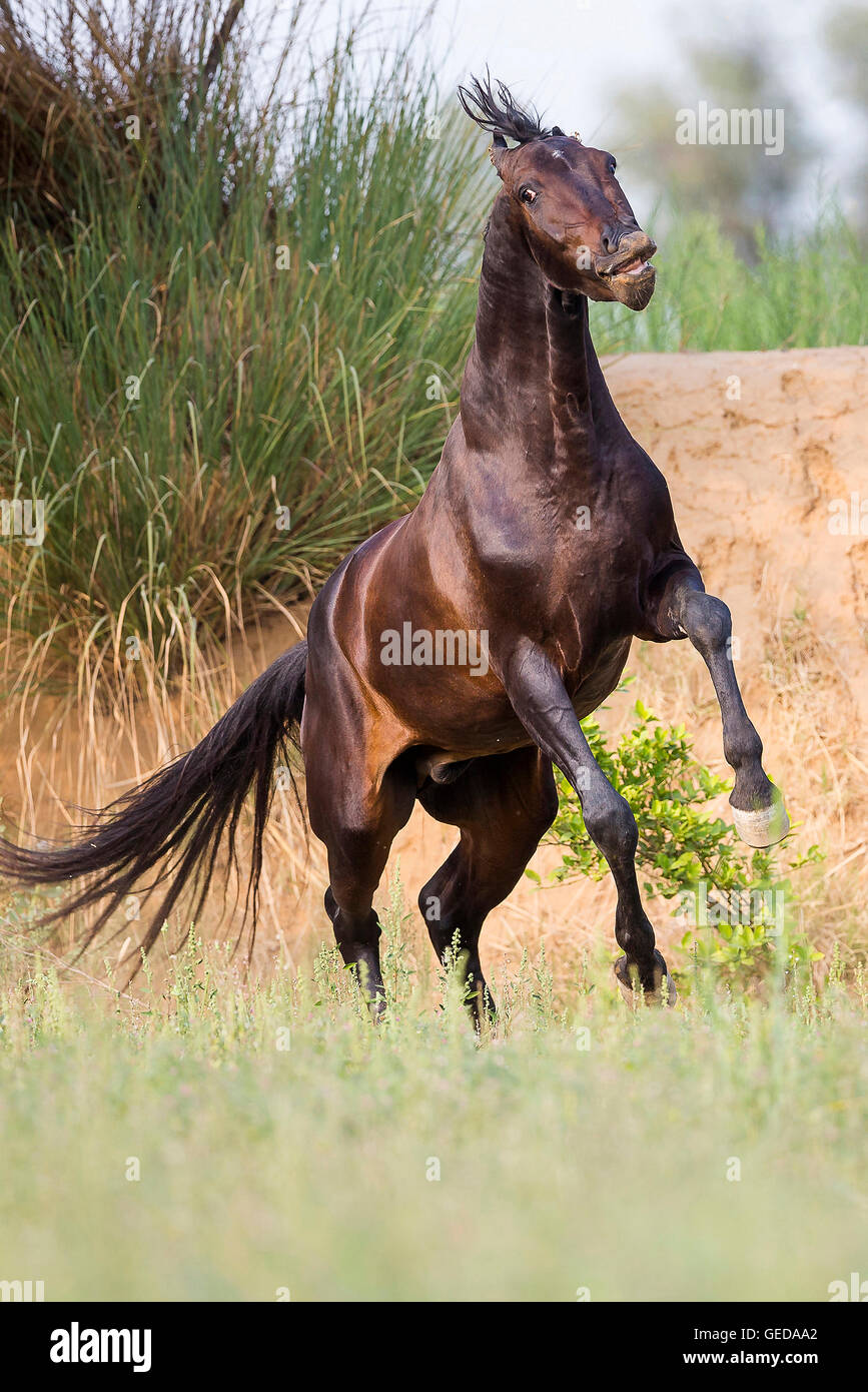 Marwari Horse. Bay stallion rearing on a meadow. Rajasthan, India Stock ...