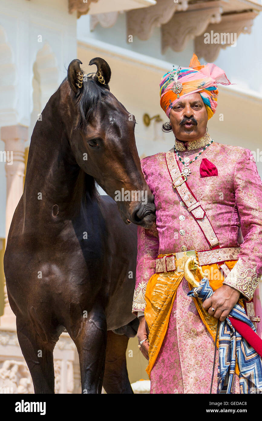 Marwari Horse. Man in traditional attire standing next to a bay ...