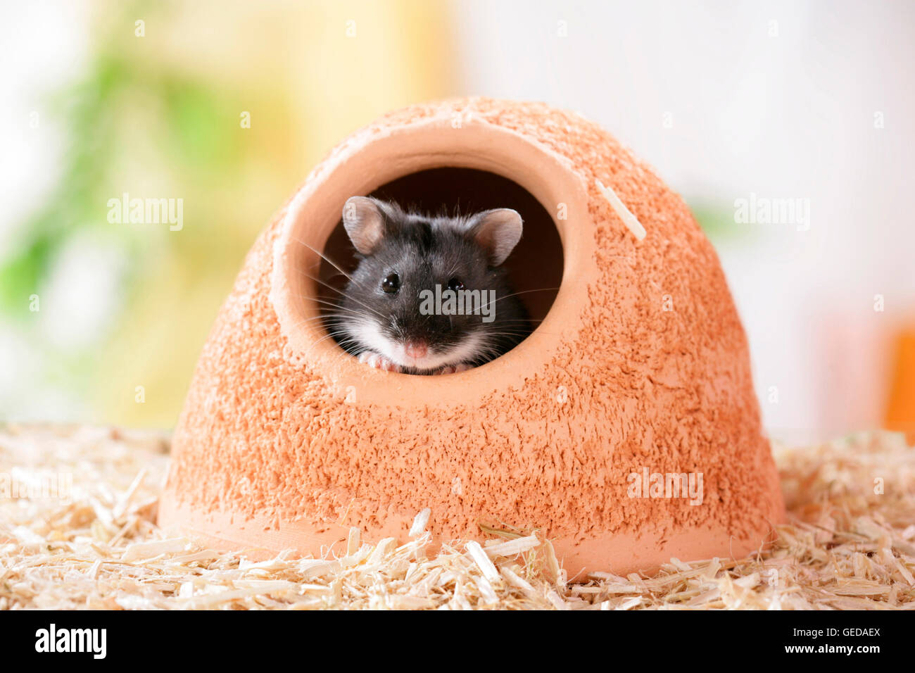Dzhungarian Dwarf Hamster looking out of its retreat. Germany Stock ...