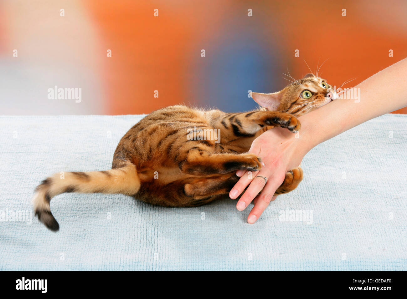 Bengal cat. Adult with human hand, biting and scratching. Germany Stock ...