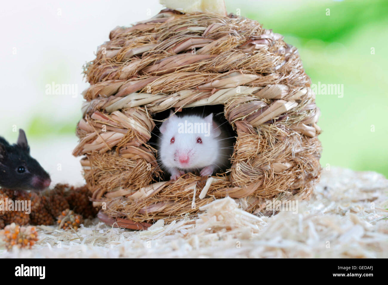 Albino mice hi-res stock photography and images - Alamy