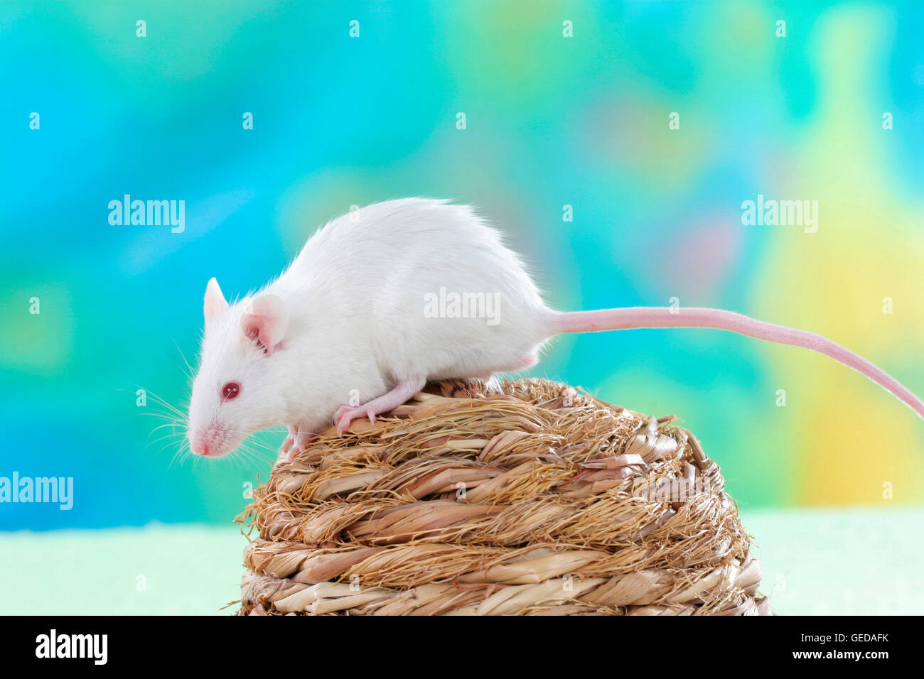 Fancy Mouse. Albino standing on its retreat. Germany Stock Photo - Alamy