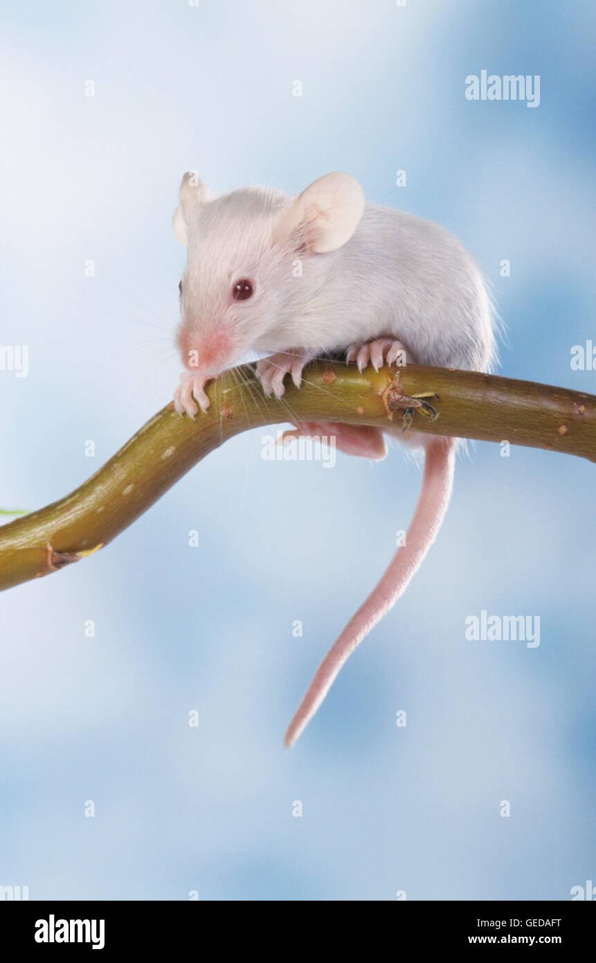 Albino mice hi-res stock photography and images - Alamy
