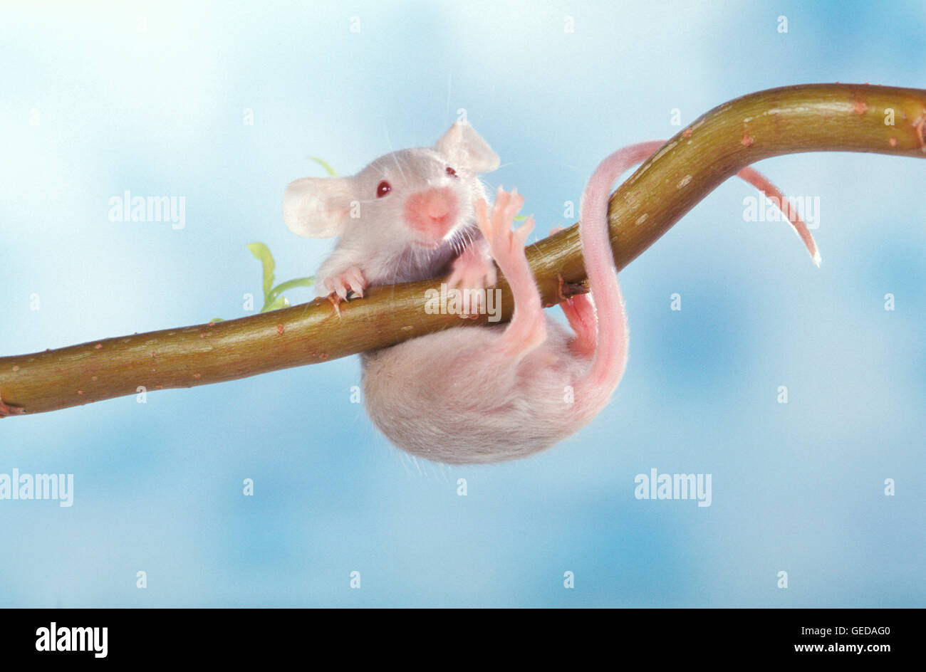 Fancy Mouse. Albino climbing on a twig. Germany Stock Photo - Alamy