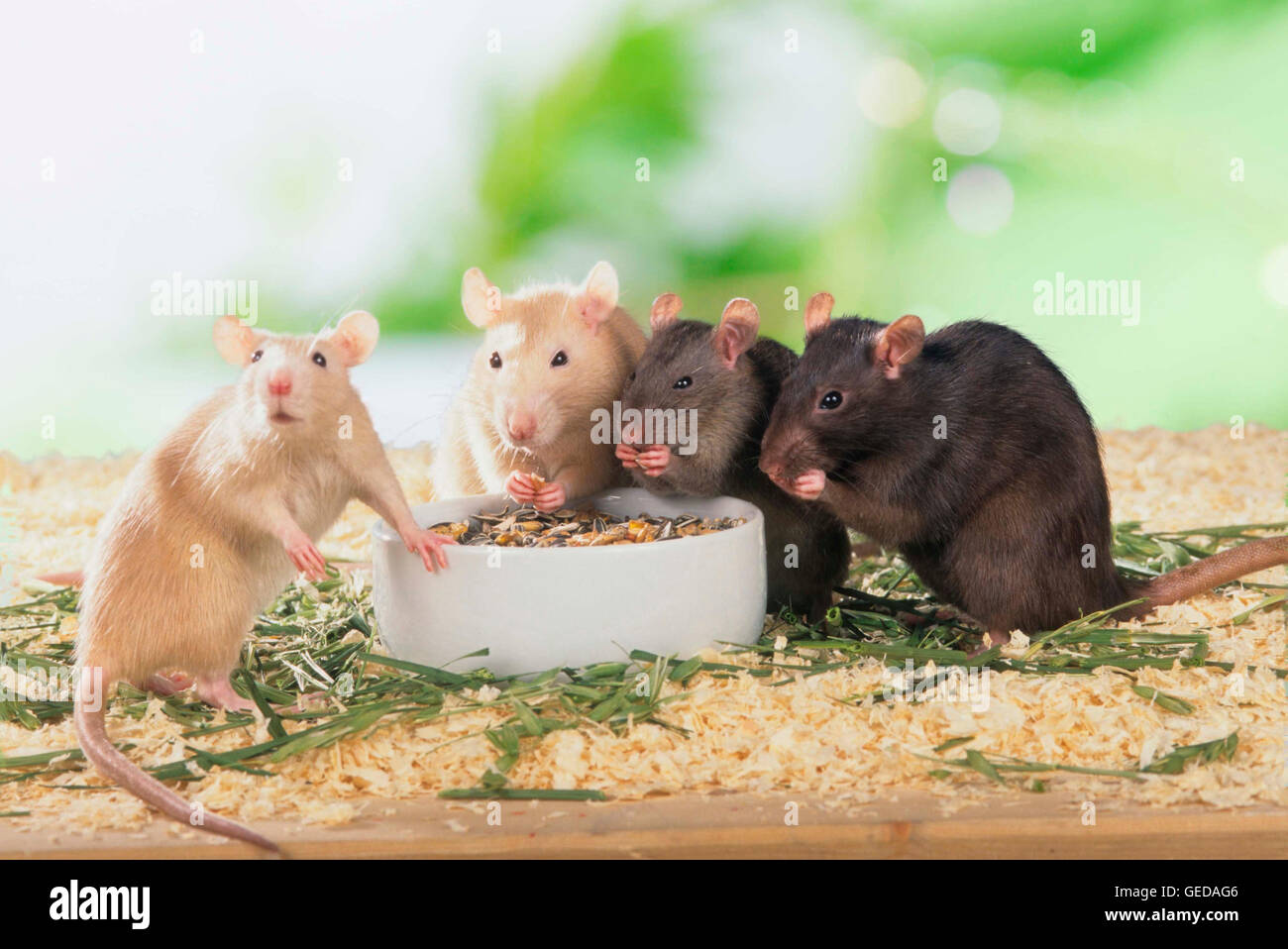 Fancy Rat, Pet Rat (Rattus norvegicus forma domestica). Four adults ...