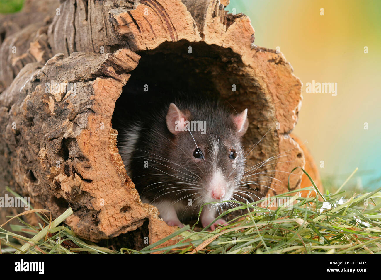 Fancy Rat, Pet Rat (Rattus norvegicus forma domestica). in its retreat ...