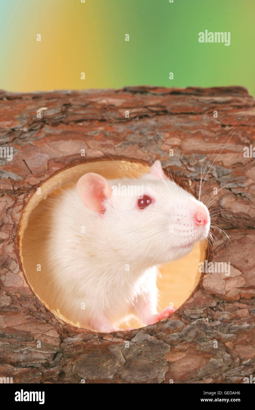 Fancy Rat, Pet Rat (Rattus norvegicus forma domestica). Albino looking ...