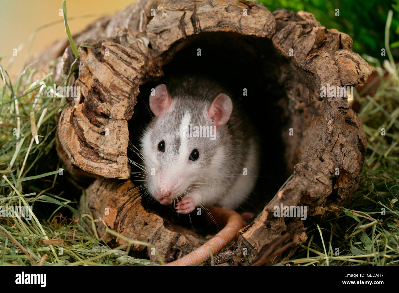 Fancy Rat, Pet Rat (Rattus norvegicus forma domestica) in its retreat ...