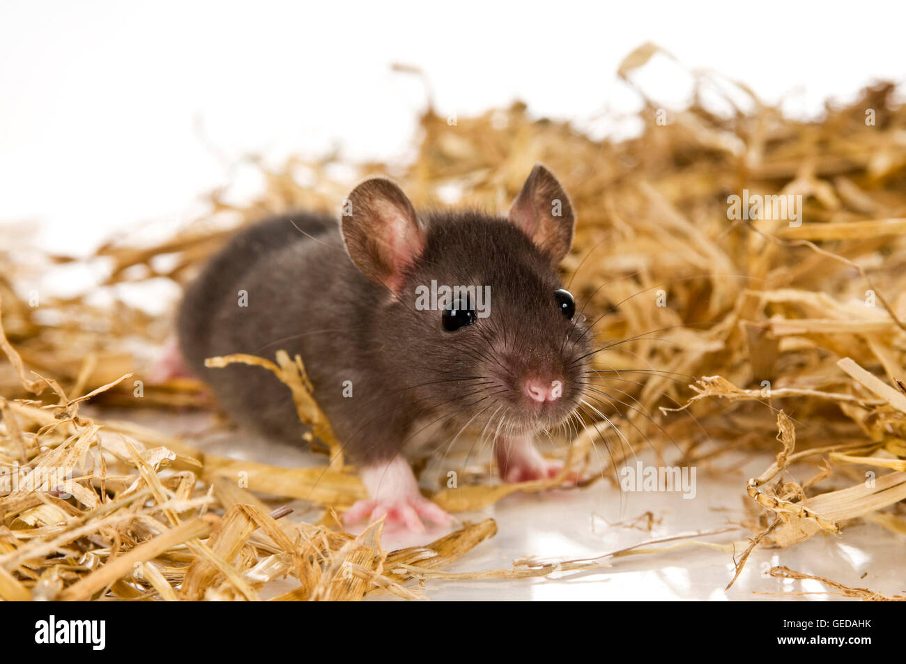 Fancy Rat, Pet Rat. Juvenile in straw. Germany Stock Photo - Alamy