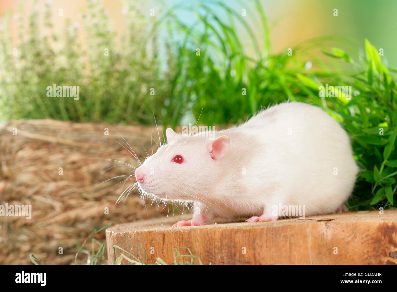 Fancy Rat, Pet Rat (Rattus norvegicus forma domestica). Albino on log ...