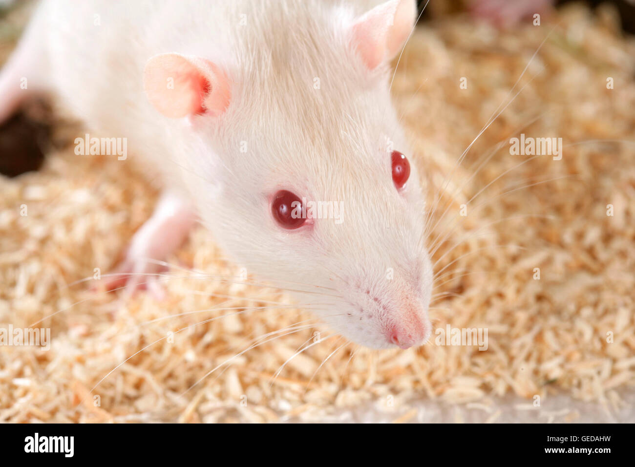 Fancy Rat, Pet Rat (Rattus norvegicus forma domestica). Portrait of an ...