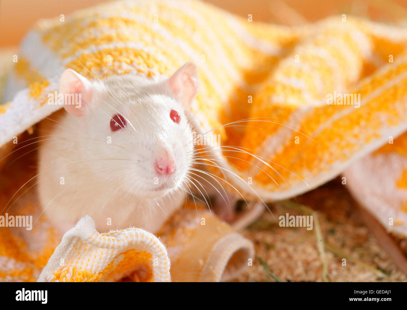 Rattus norvegicus forma domestica hi-res stock photography and images ...