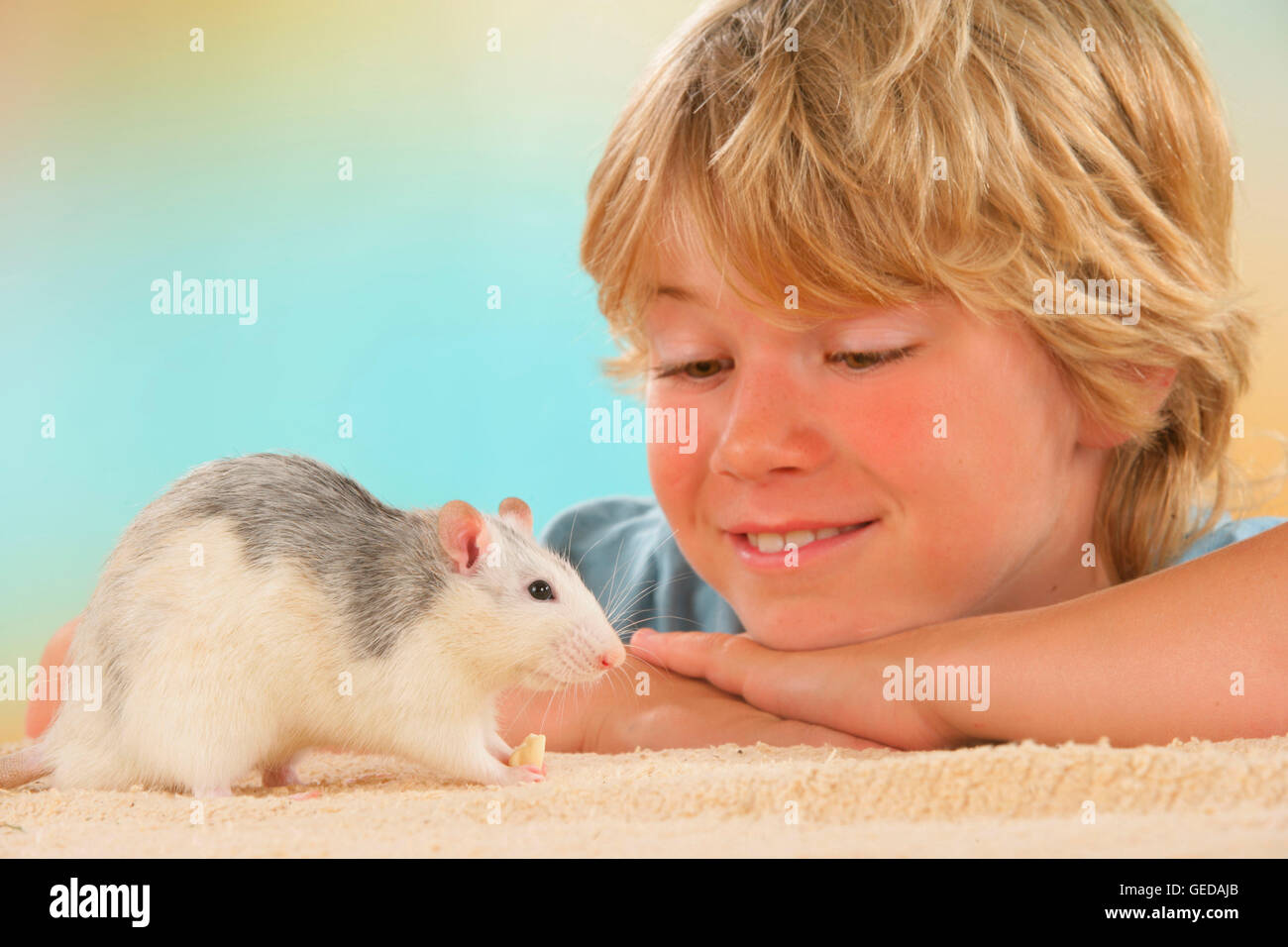 Boy with Fancy Rat, Pet rat. Germany Stock Photo - Alamy