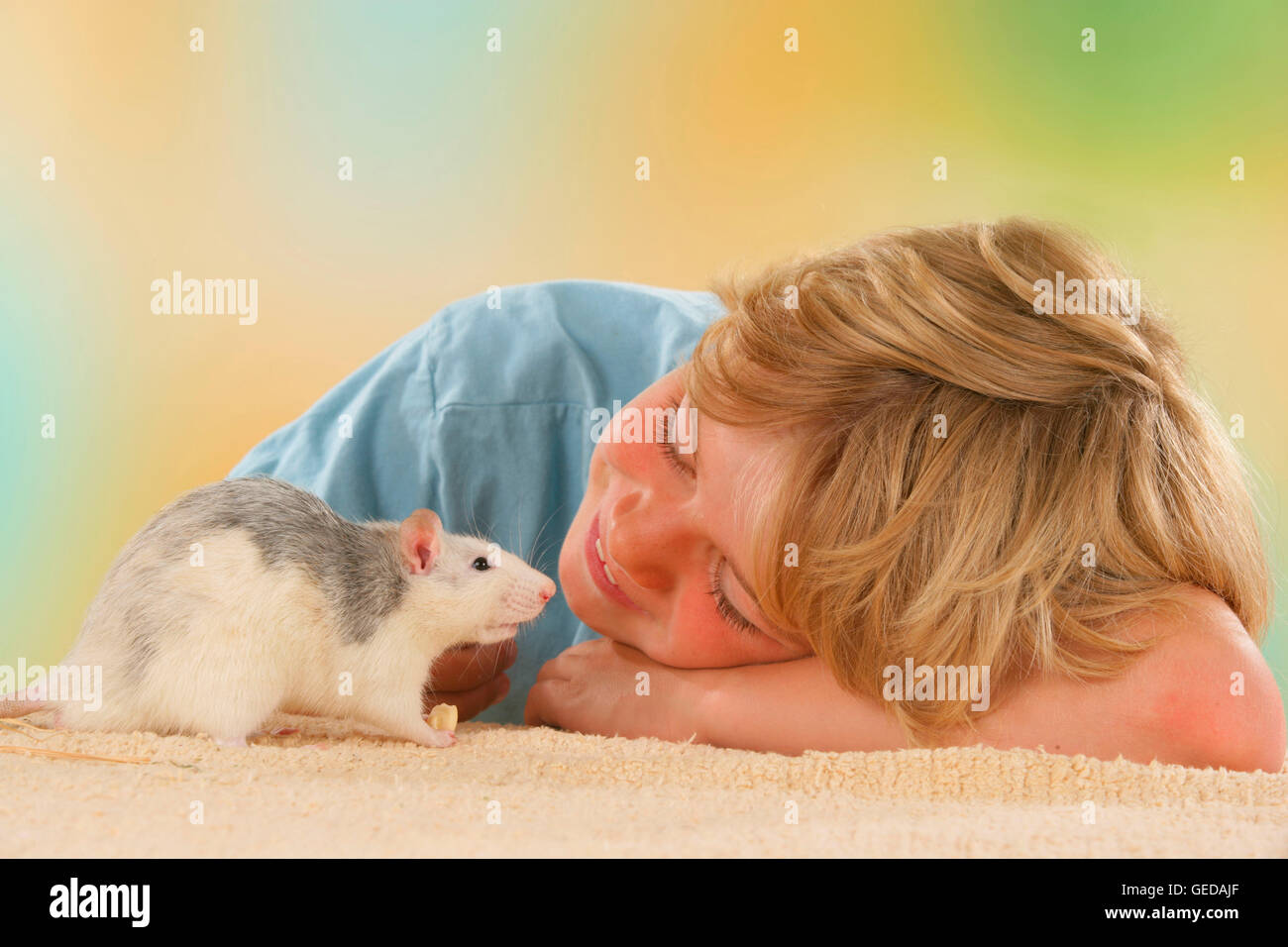 Boy with Fancy Rat, Pet rat. Germany Stock Photo - Alamy