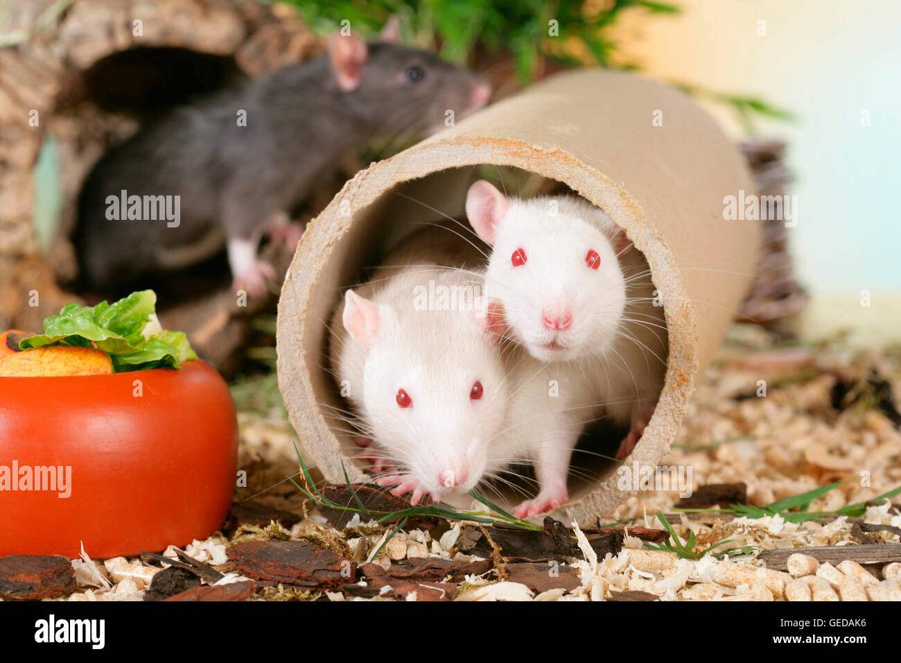 Fancy Rat, Pet Rat (Rattus norvegicus forma domestica). Pair of albinos ...