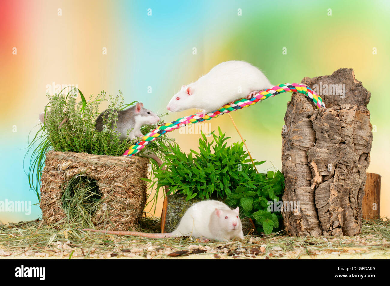 Fancy Rat, Pet Rat (Rattus norvegicus forma domestica) balancing on ...
