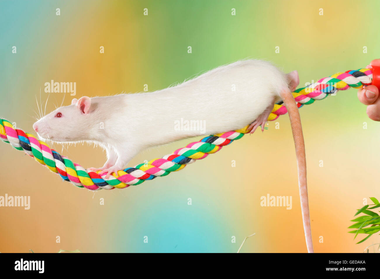 Fancy Rat, Pet Rat (Rattus norvegicus forma domestica) balancing on ...