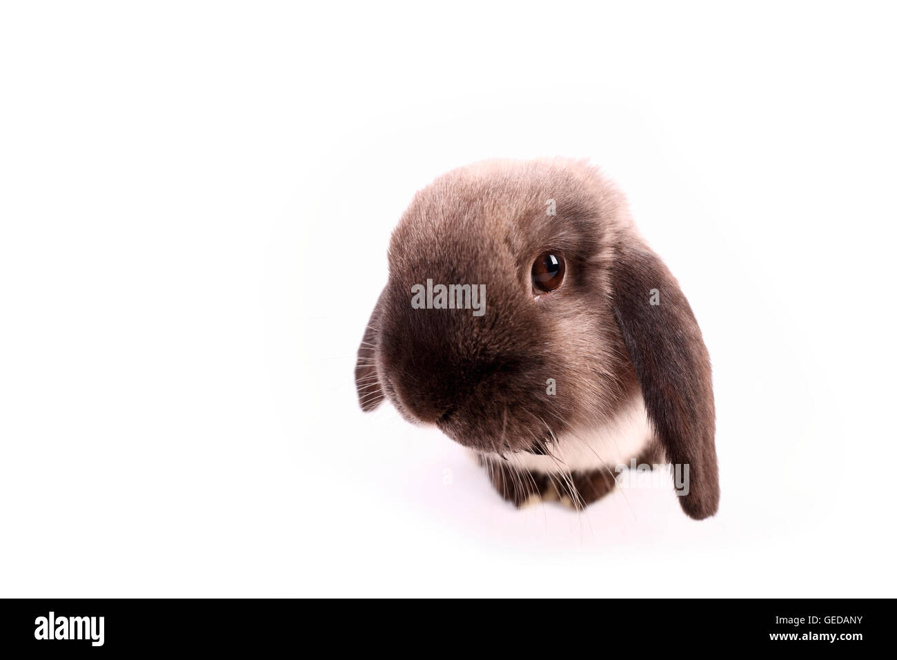 Lop-eared dwarf rabbit seen head-on. Studio picture against a white ...