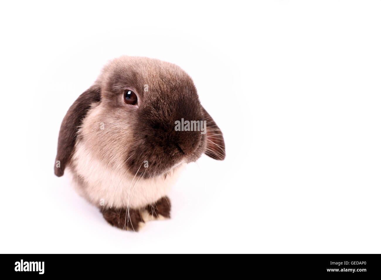 Lop-eared dwarf rabbit seen head-on. Studio picture against a white ...