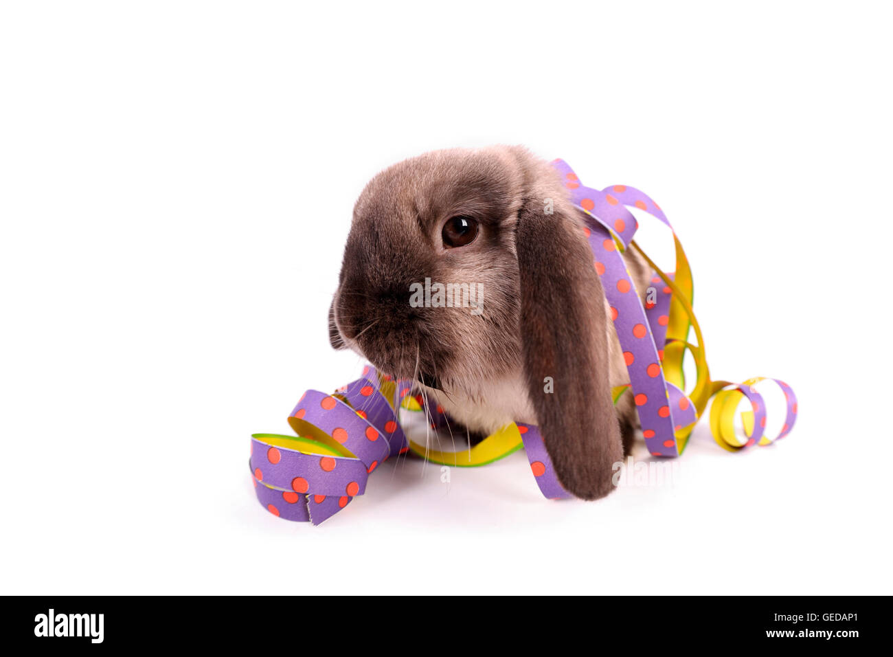 Lop-eared dwarf rabbit with multicolored paper streamers. Studio ...