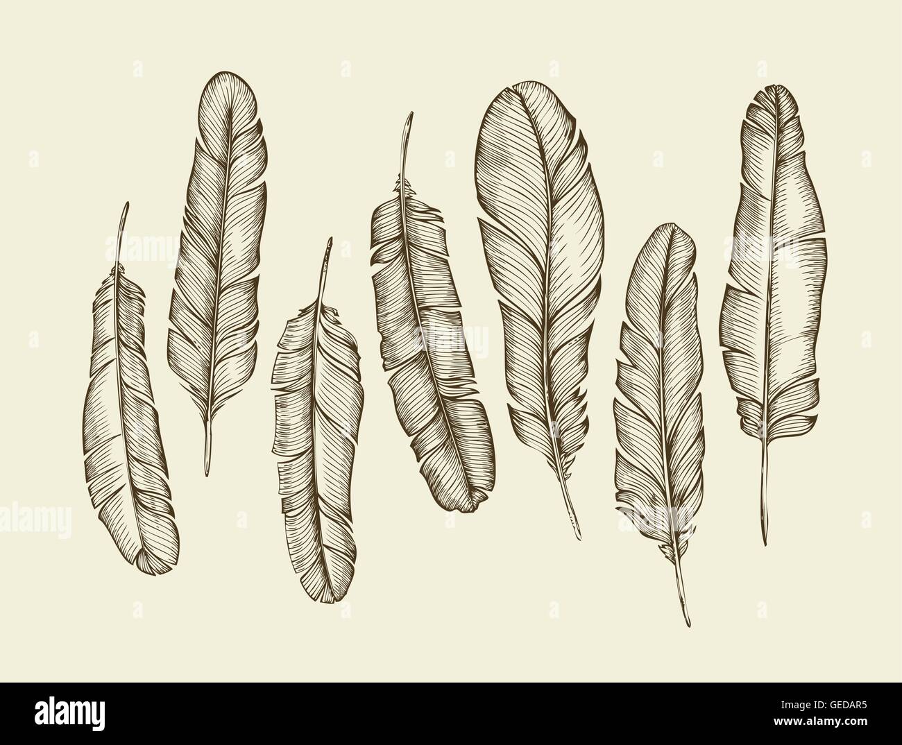 Hand drawn sketch feathers, plumage, fluff. vintage writing feather ...