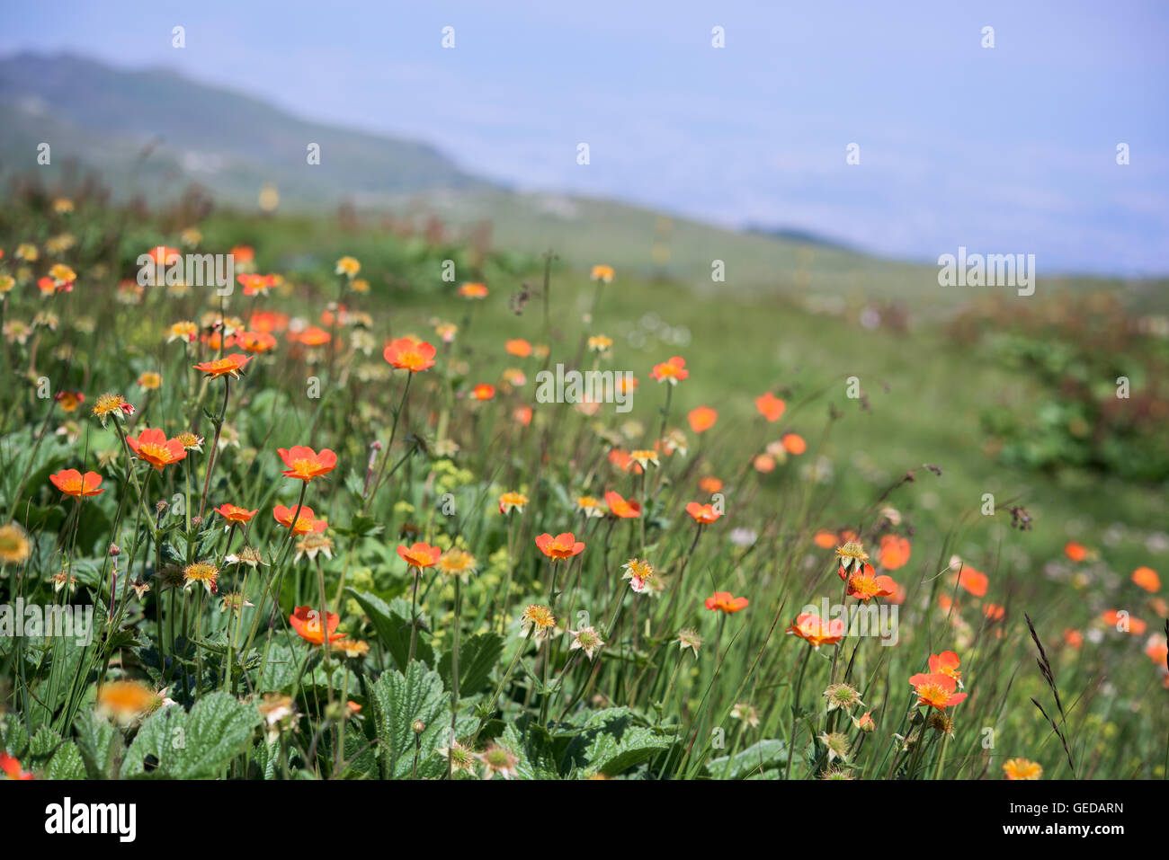 Orange flowers on a mountain meadow Stock Photo - Alamy