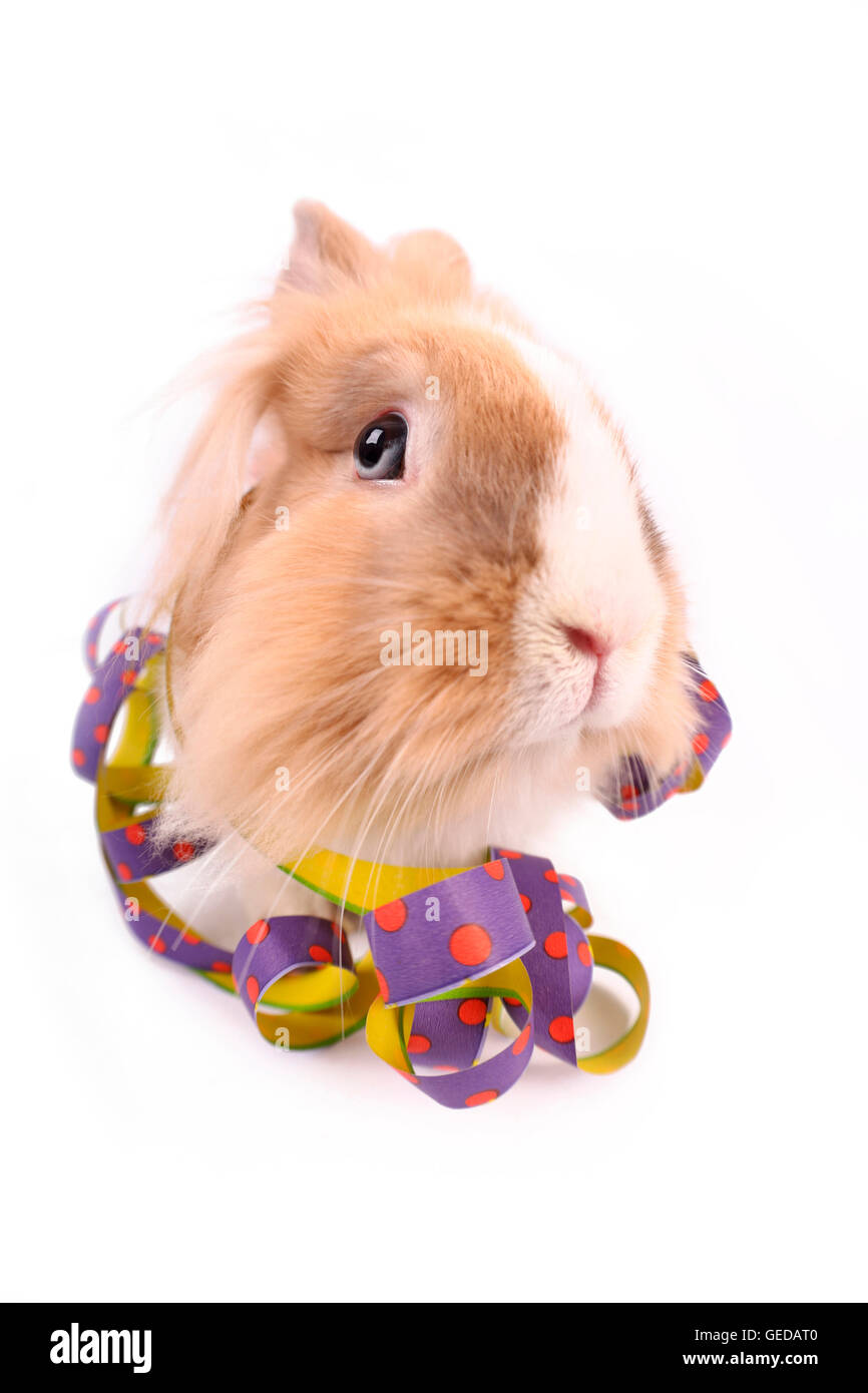 Lion-headed Dwarf Rabbit with colorful paper streamers. Studio picture ...