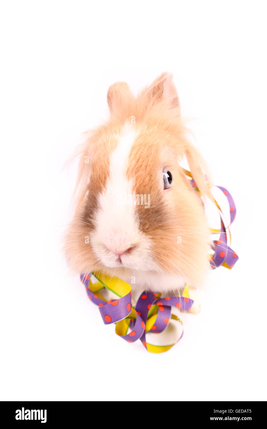 Lion-headed Dwarf Rabbit with colorful paper streamers. Studio picture ...