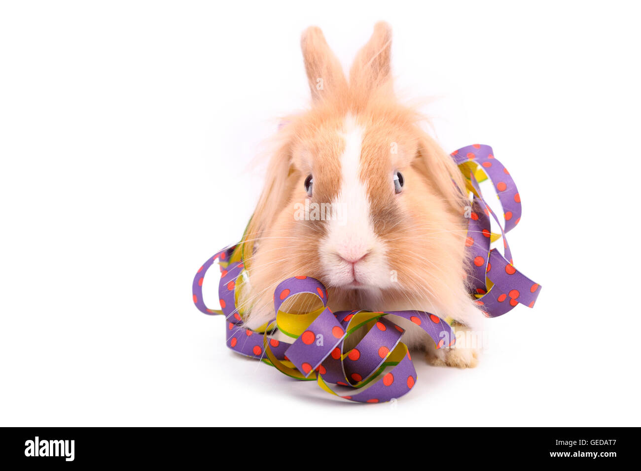 Lion-headed Dwarf Rabbit with colorful paper streamers. Studio picture ...
