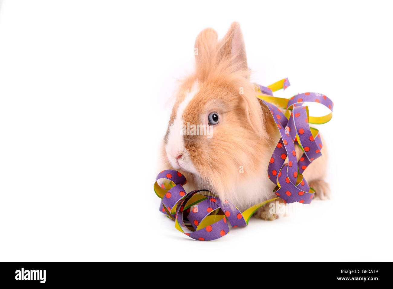 Lion-headed Dwarf Rabbit with colorful paper streamers. Studio picture ...
